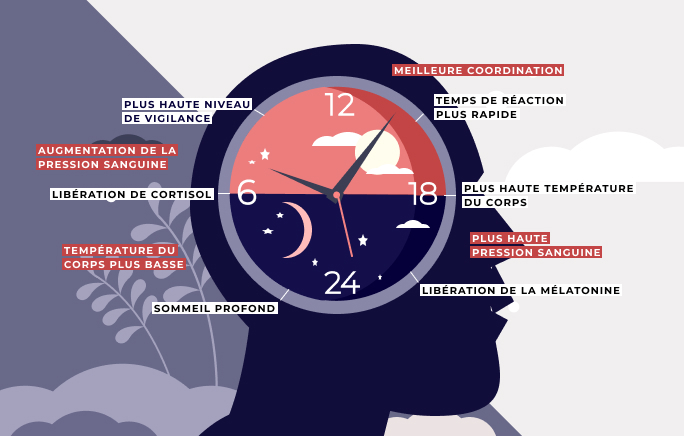 Hygiène de vie et sommeil : les influences | Info Somnolence